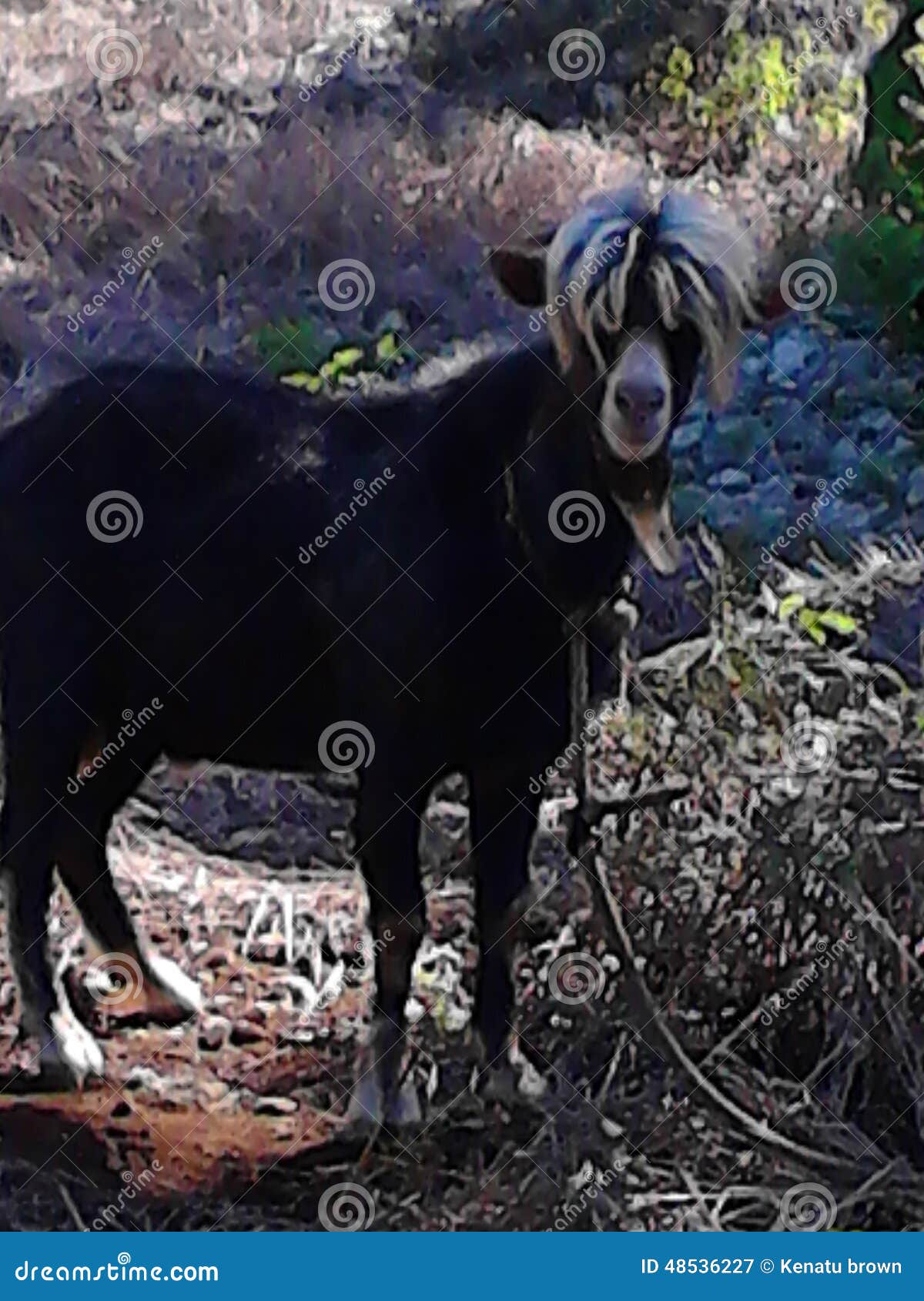 My favorite goat stock image. Image of favorite, hair - 48536227