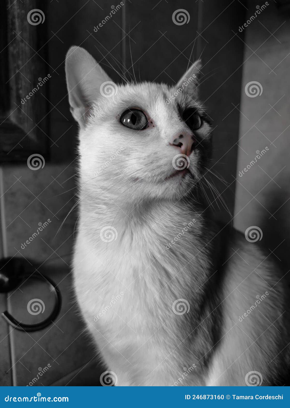 My favorite kitten stock photo. Image of hair, cute - 246873160