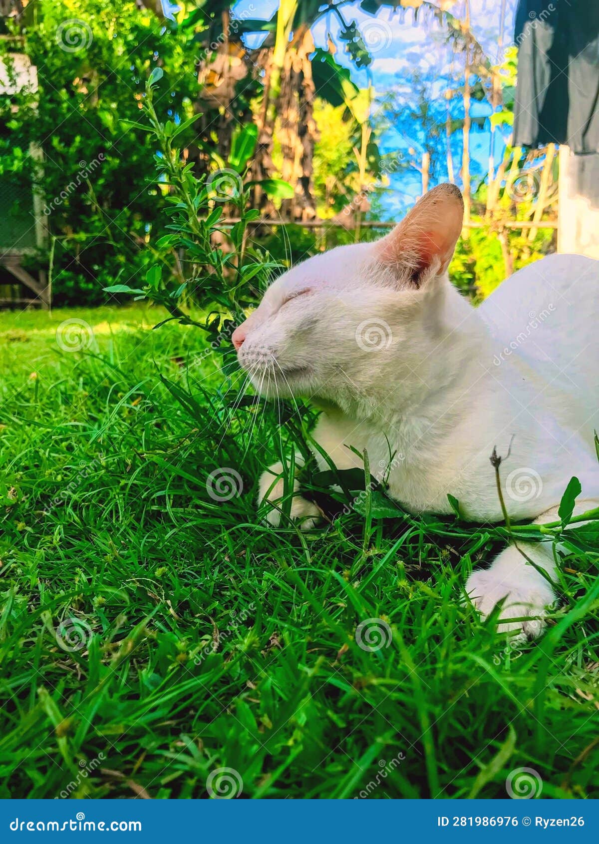 MY FAVORITE PET stock photo. Image of favorite, catlover - 281986976