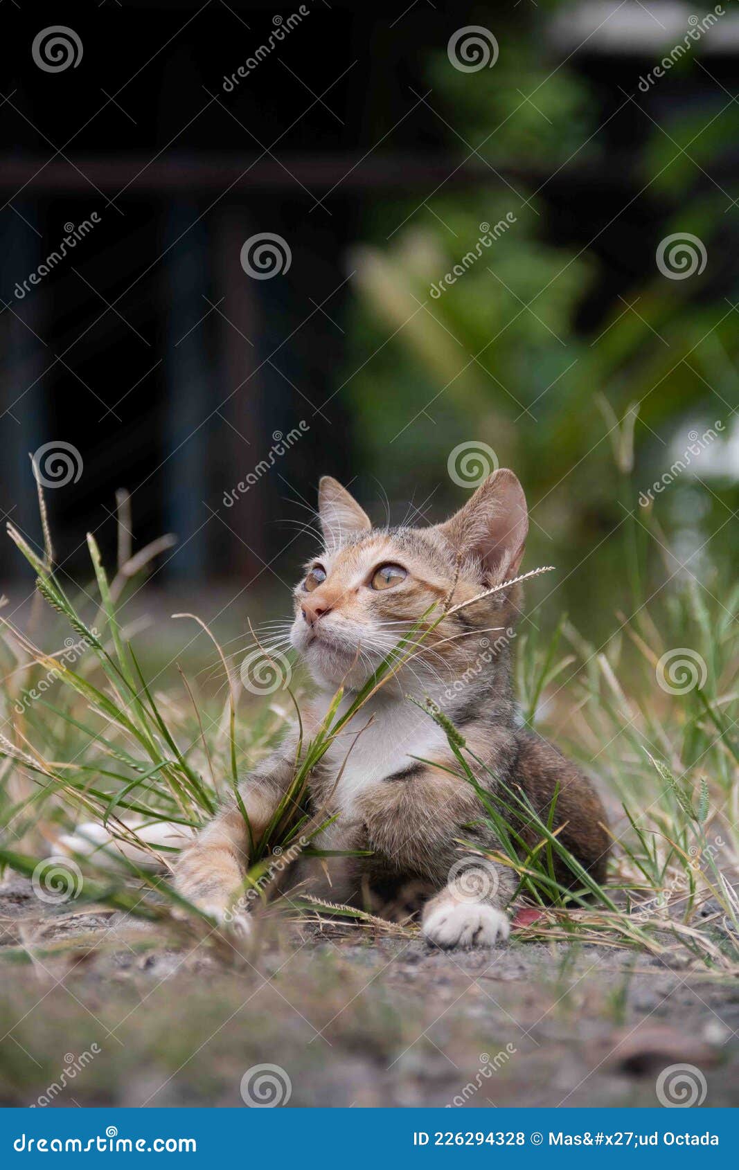 My Favorite Pose of a Kitten Stock Photo - Image of whiskers, kitten ...