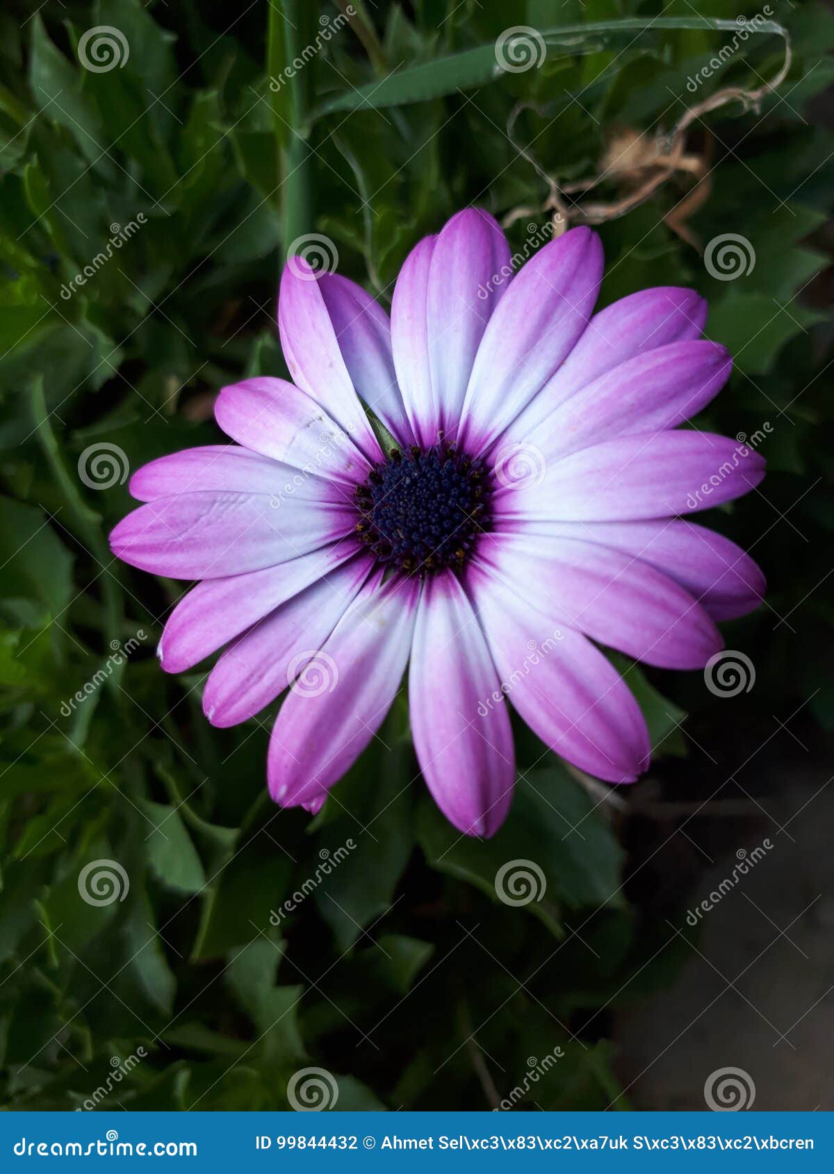 My Flower stock photo. Image of flower, wall, beautiful - 99844432