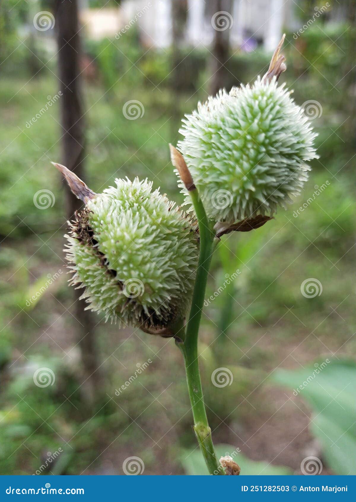 My Flower. Padang Indonesia, West Sumatra, 11/07/2022 Stock Image ...