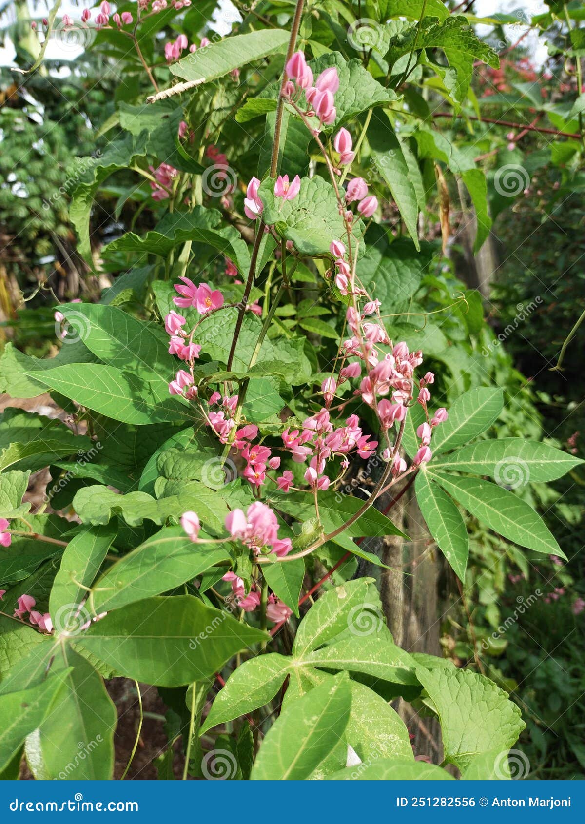 My Flower. Padang Indonesia, West Sumatra, 11/07/2022 Stock Photo ...