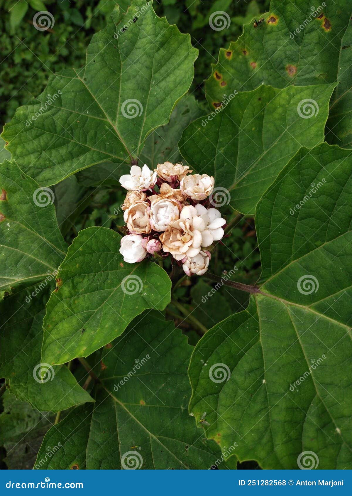 My Flower. Padang Indonesia, West Sumatra, 11/07/2022 Stock Photo ...