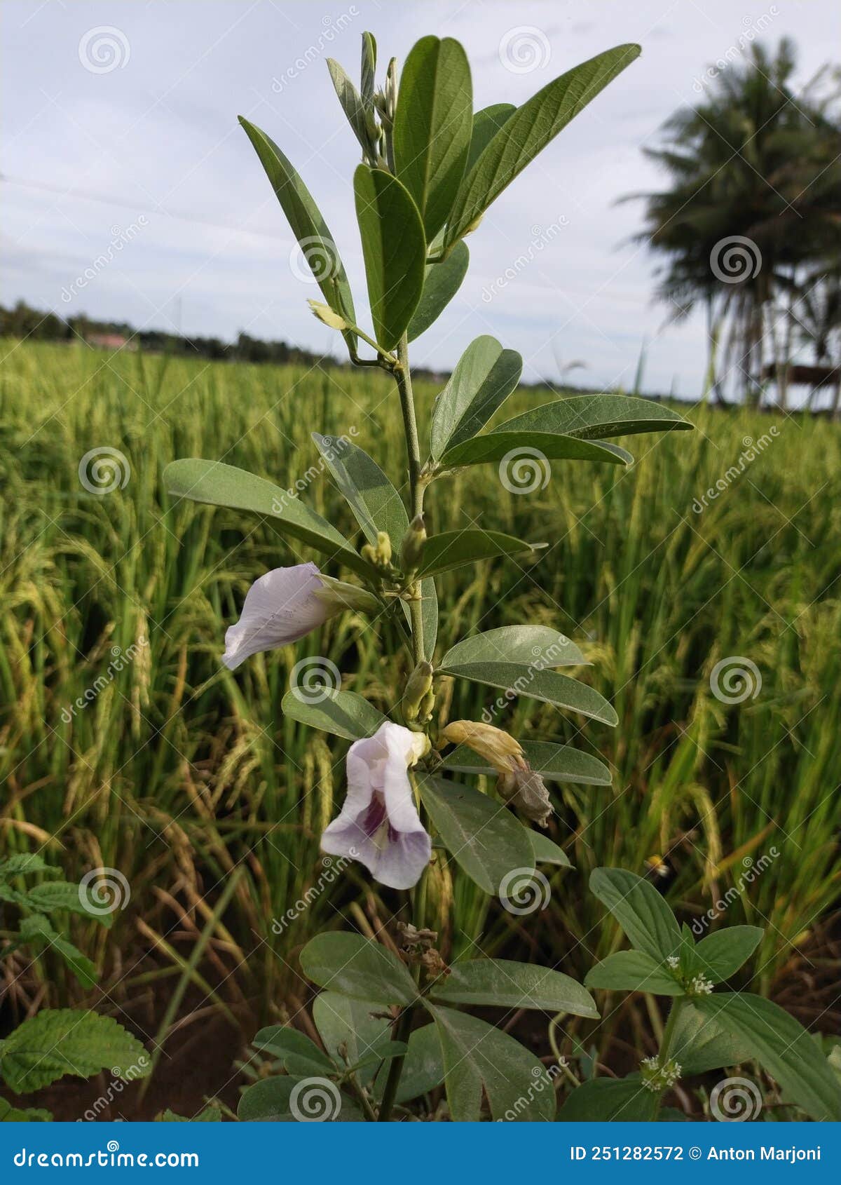 My Flower. Padang Indonesia, West Sumatra, 11/07/2022 Stock Photo ...