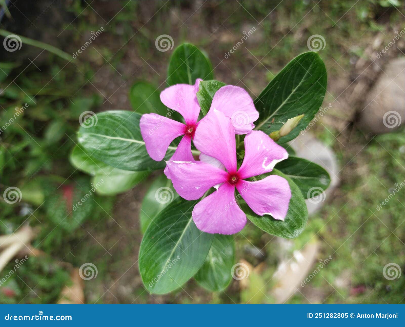 My Flower. Padang Indonesia, West Sumatra, 11/07/2022 Stock Image ...