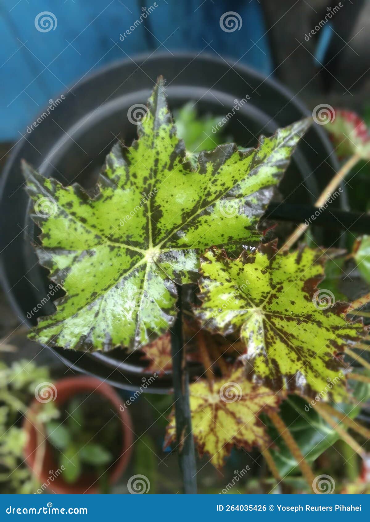 My flower take 2 stock photo. Image of vegetable, shrub - 264035426