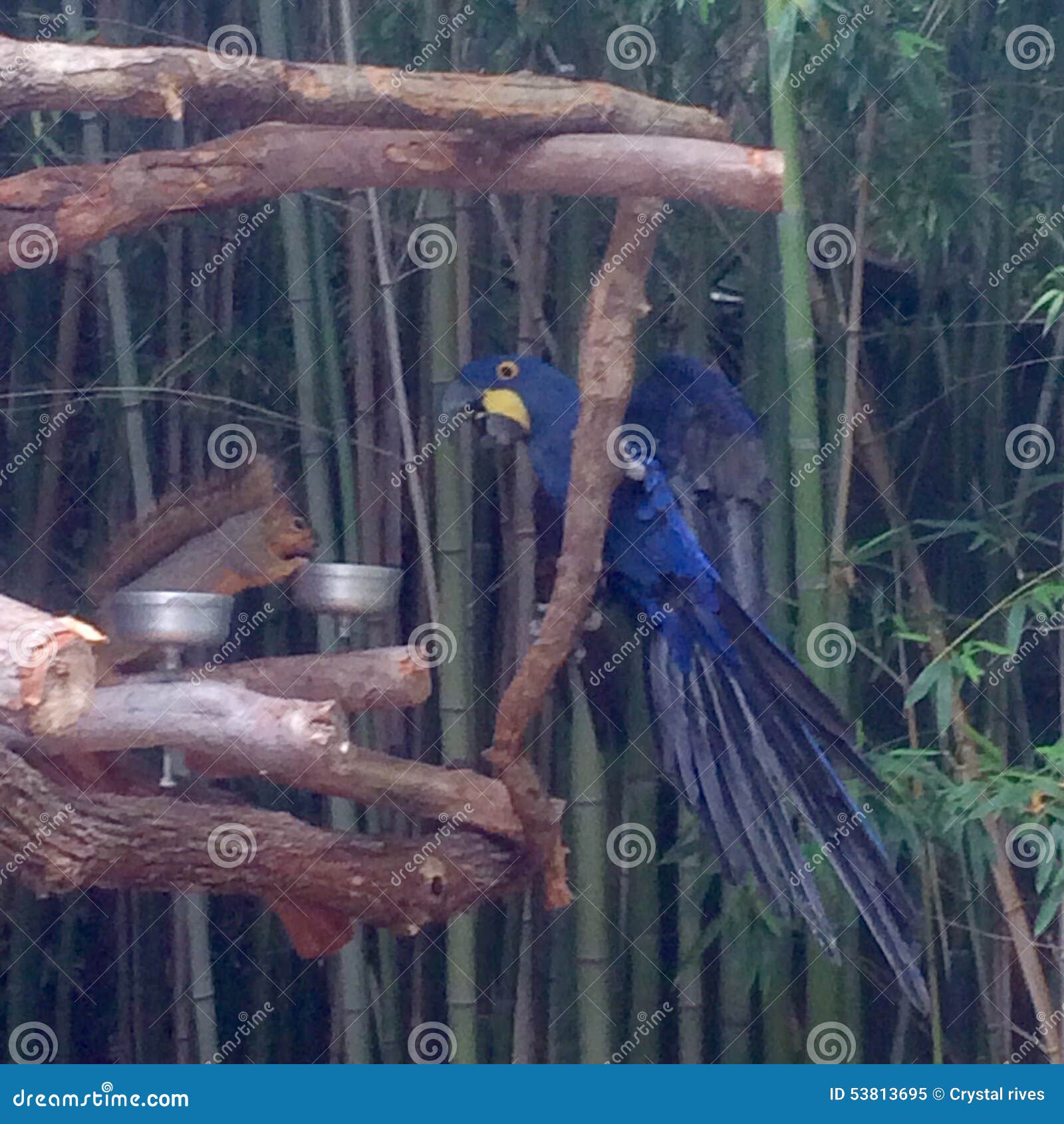 My food stock image. Image of critter, stealing, birds - 53813695