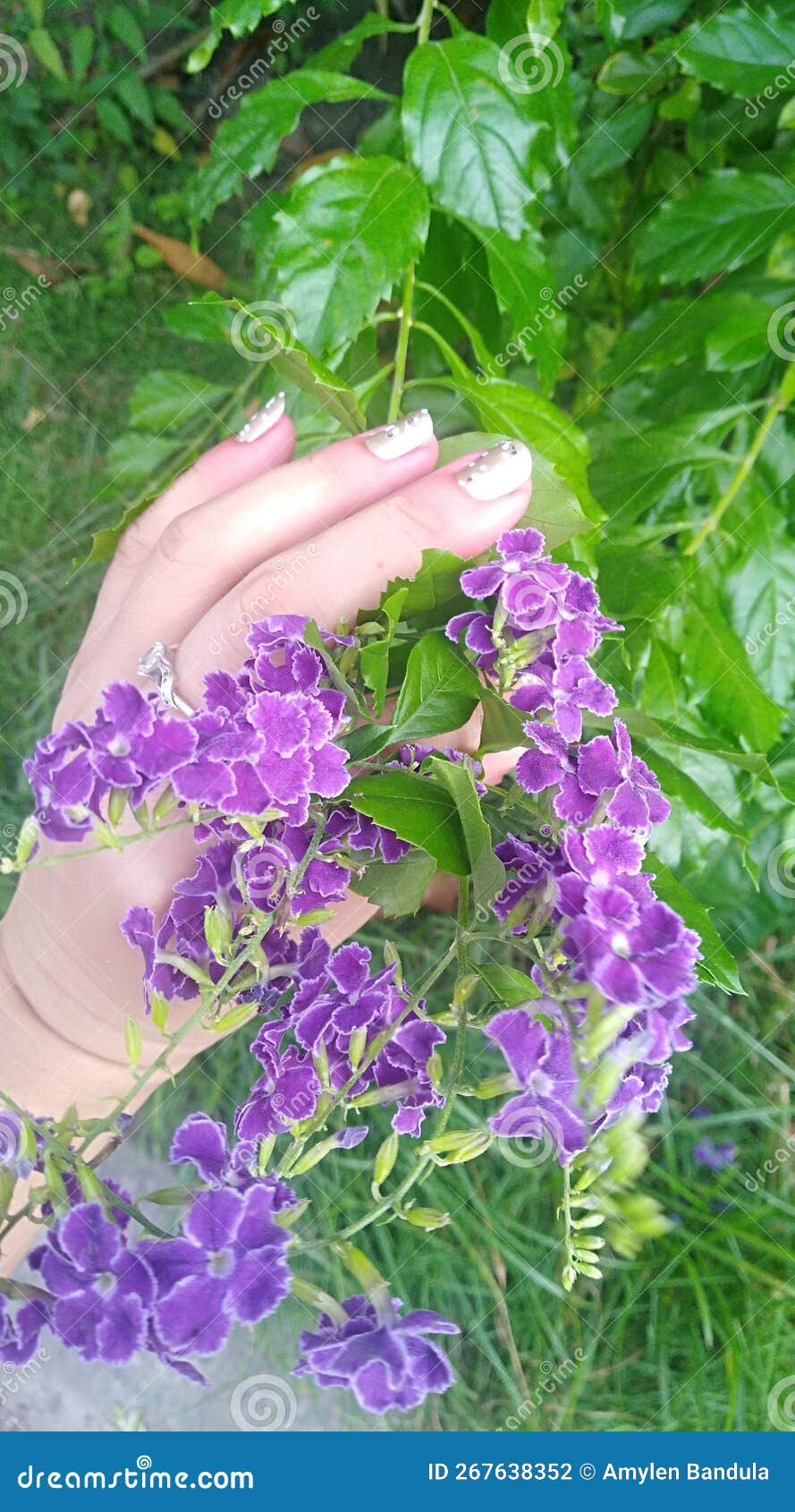 My Forever lavender stock photo. Image of leaf, lavender - 267638352
