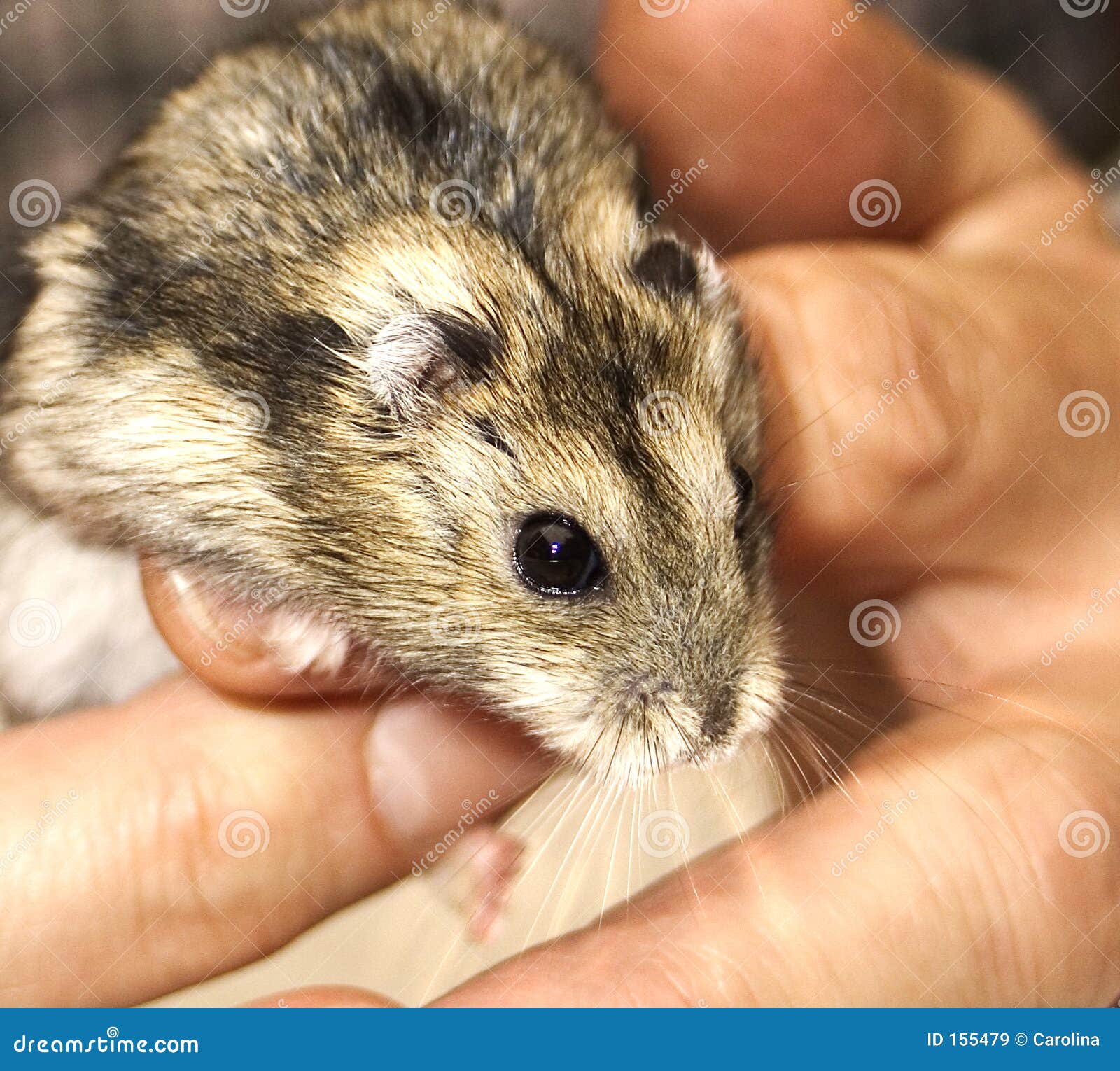 My friend stock image. Image of friends, hamster, moustache - 155479