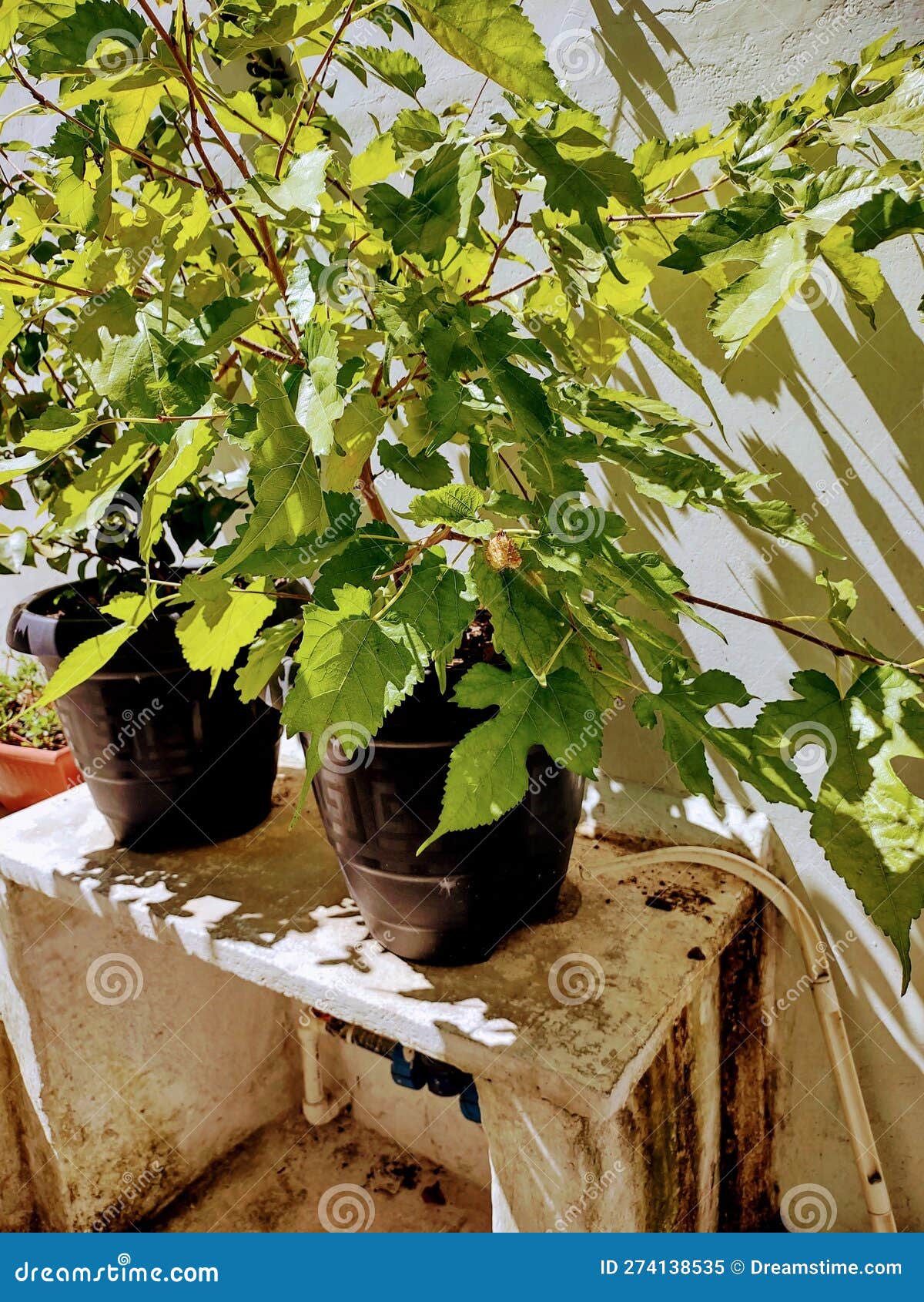 My Fruit Trees Planting in Pots in My Backyard. Stock Image - Image of ...