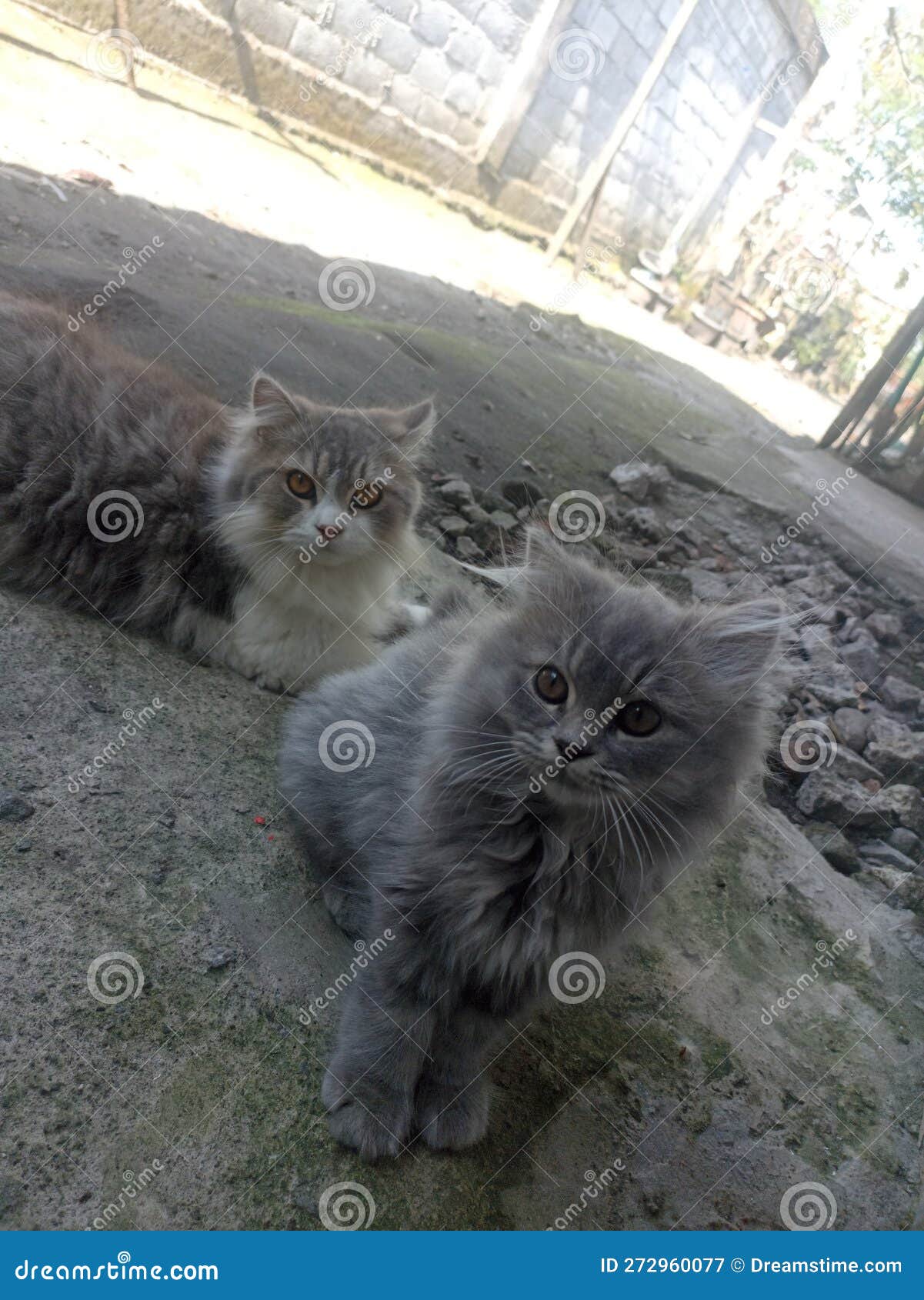 My Funny Cat at Home stock image. Image of home, pets - 272960077