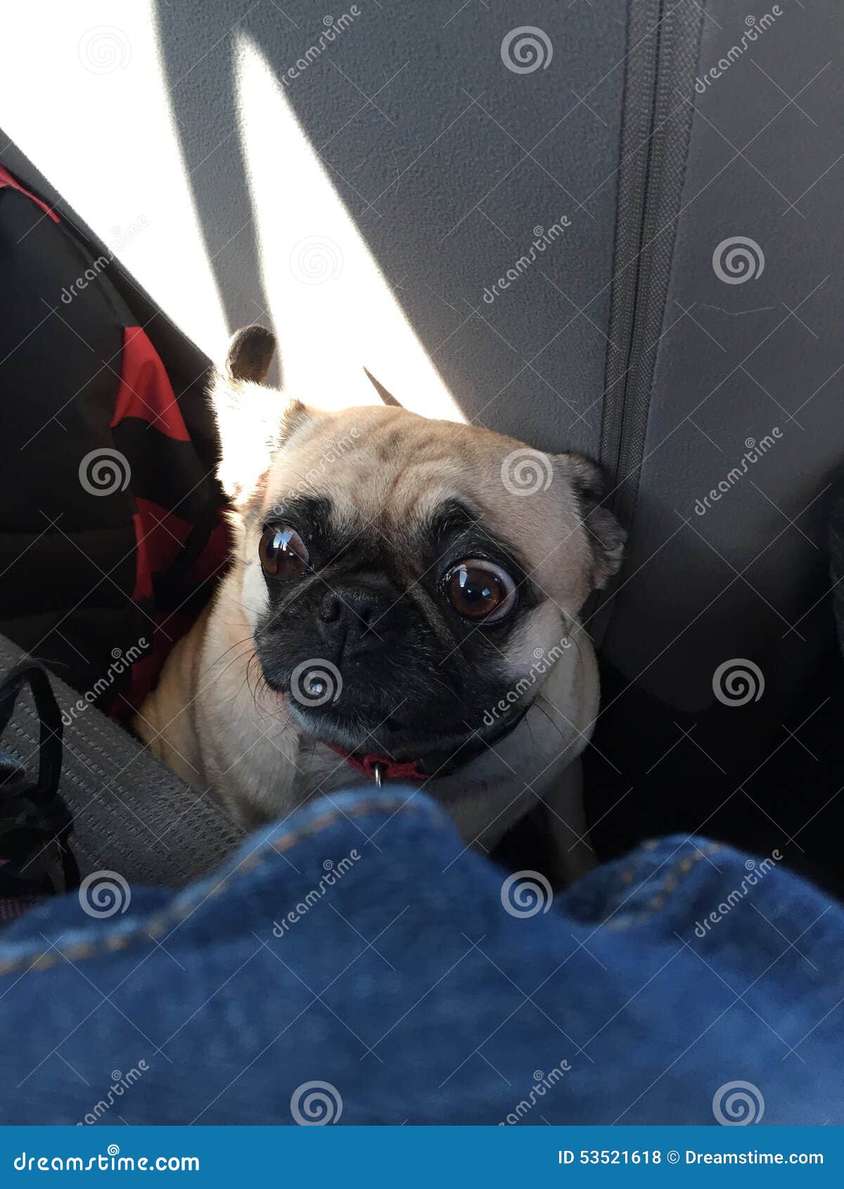My Funny Pug stock photo. Image of molly, cute, funny - 53521618