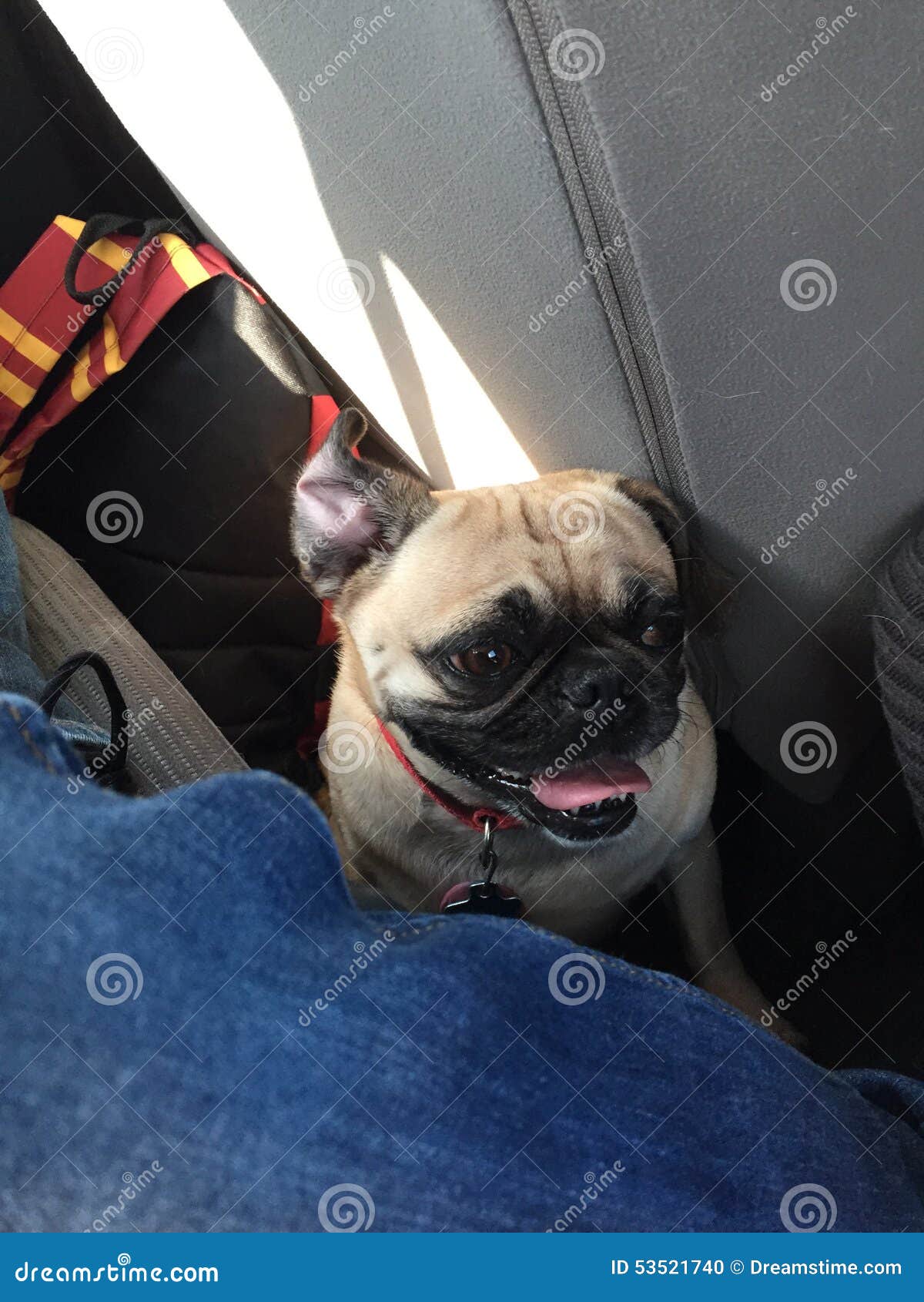 Pug Molly Stock Photos - Free & Royalty-Free Stock Photos from Dreamstime