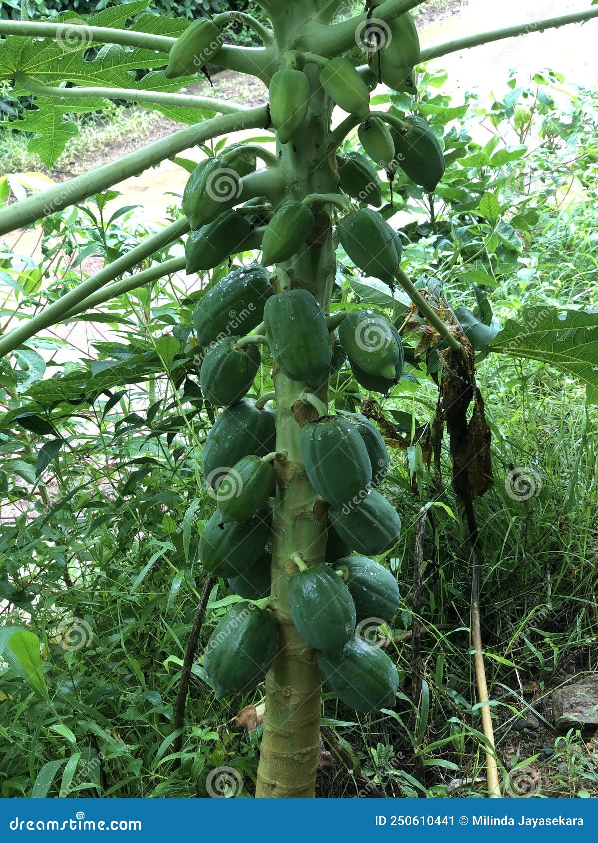 My Garden papaya tree stock image. Image of garden, evergreen - 250610441