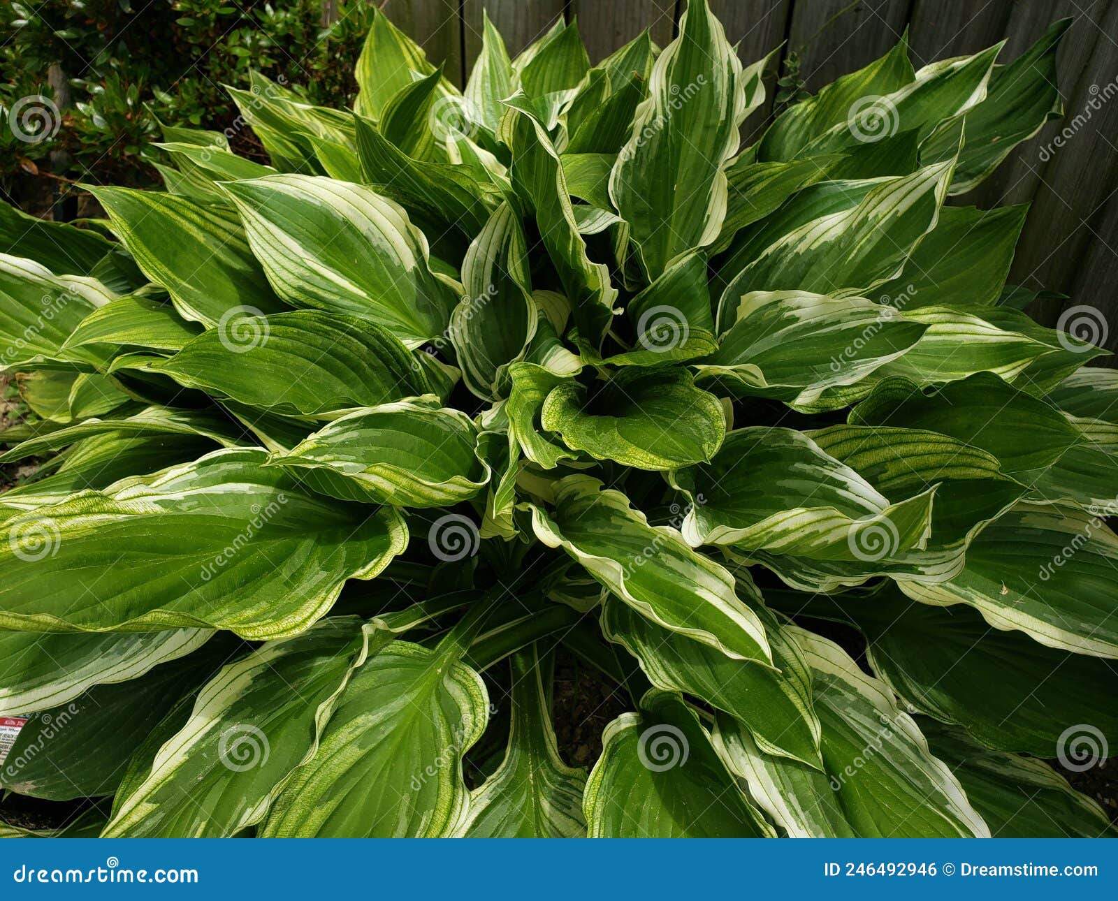 My Giant Hosta Green and White Stock Photo - Image of evergreen, branch ...