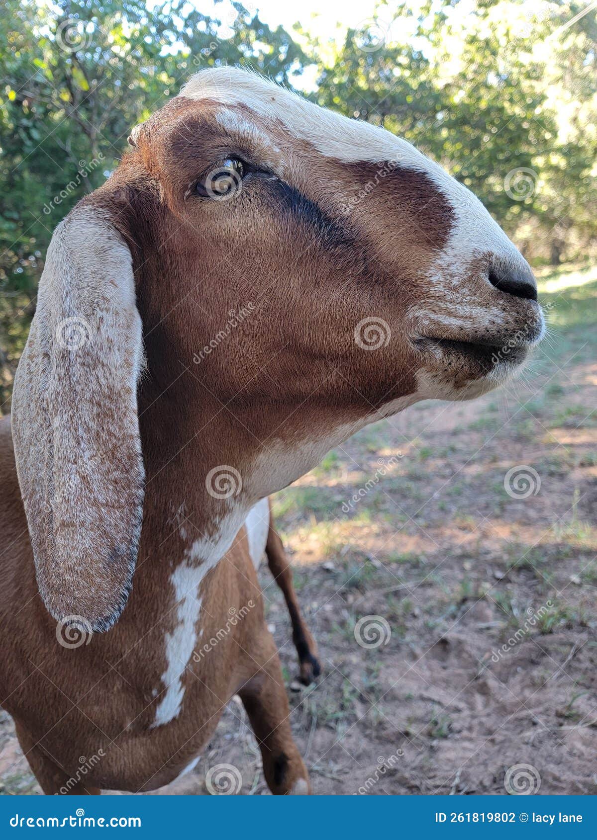 My goats all pose stock photo. Image of pose, animals - 261819802