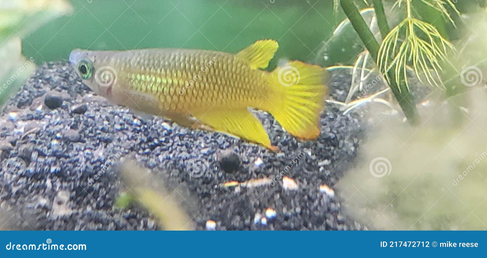 Wonder Killie Stock Photos - Free & Royalty-Free Stock Photos from ...