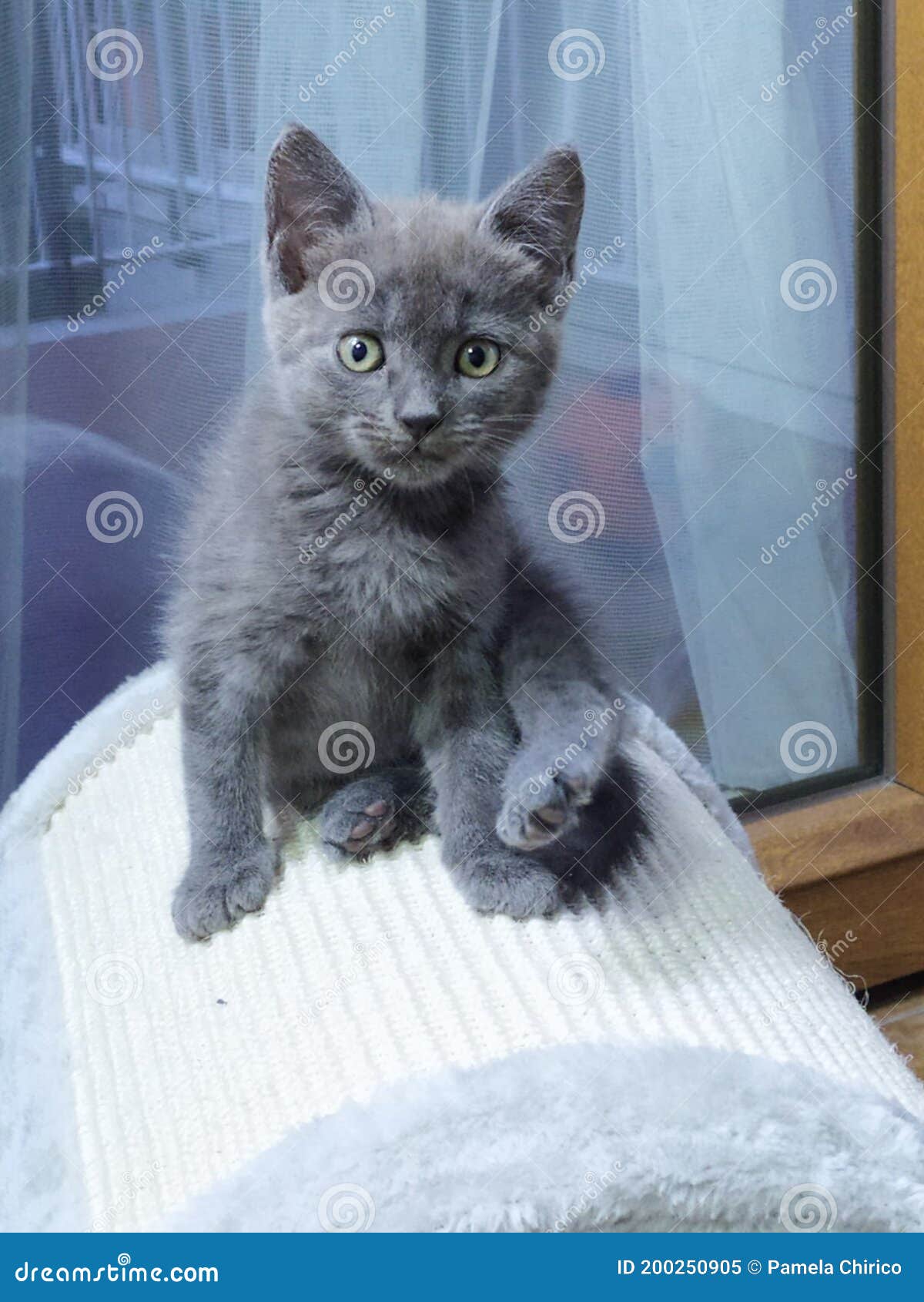 My grey cat stock image. Image of model, grey, tender - 200250905