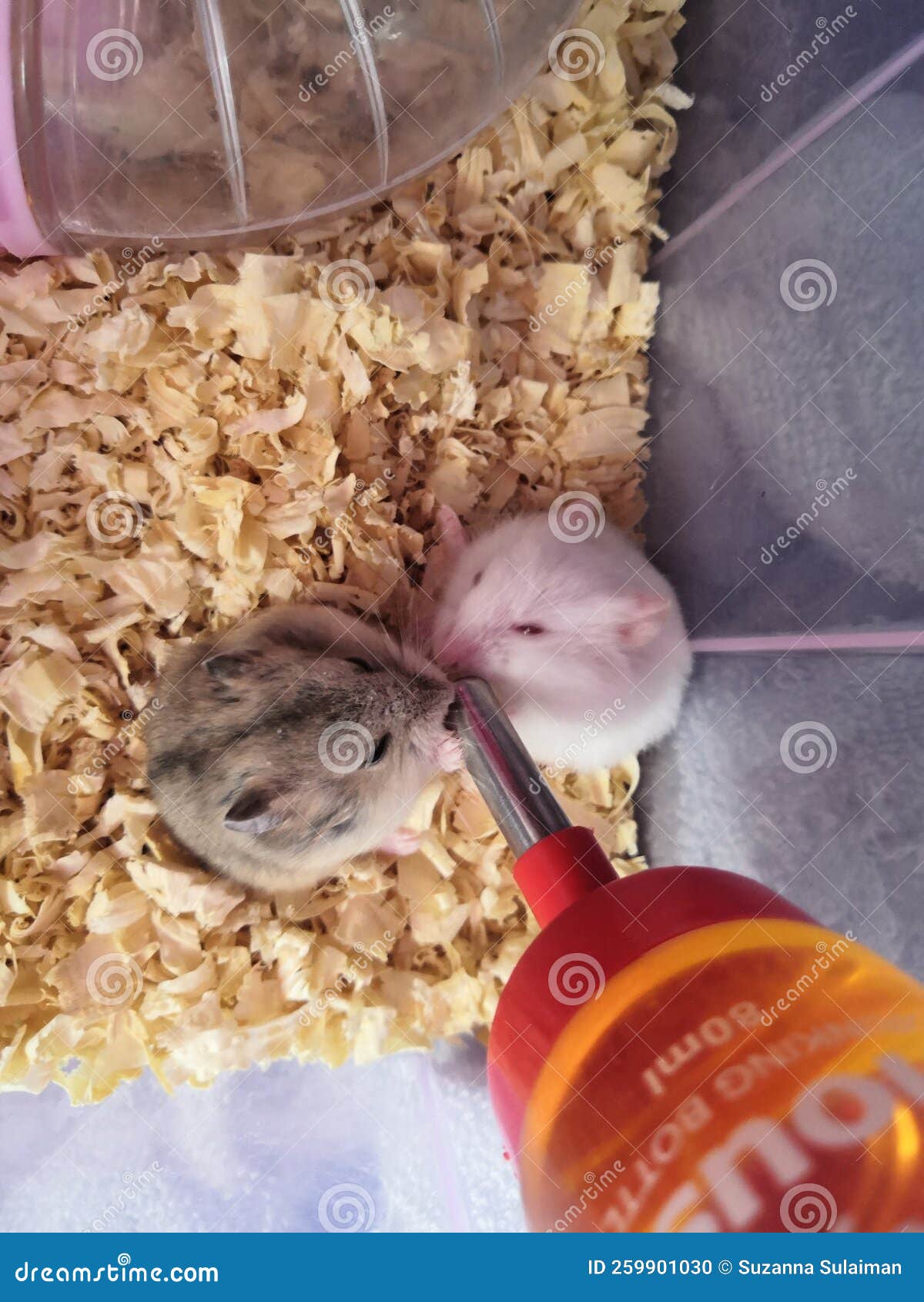 My hamster drinks stock photo. Image of hamster, chipmunk - 259901030