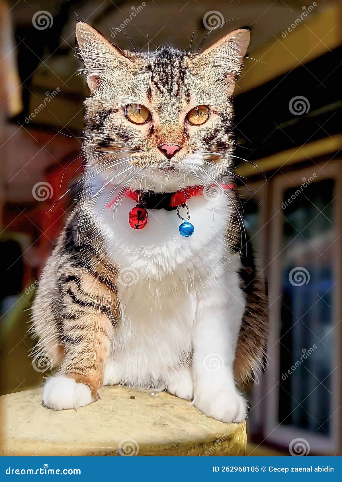 My handsome cat stock image. Image of beautiful, handsome - 262968105