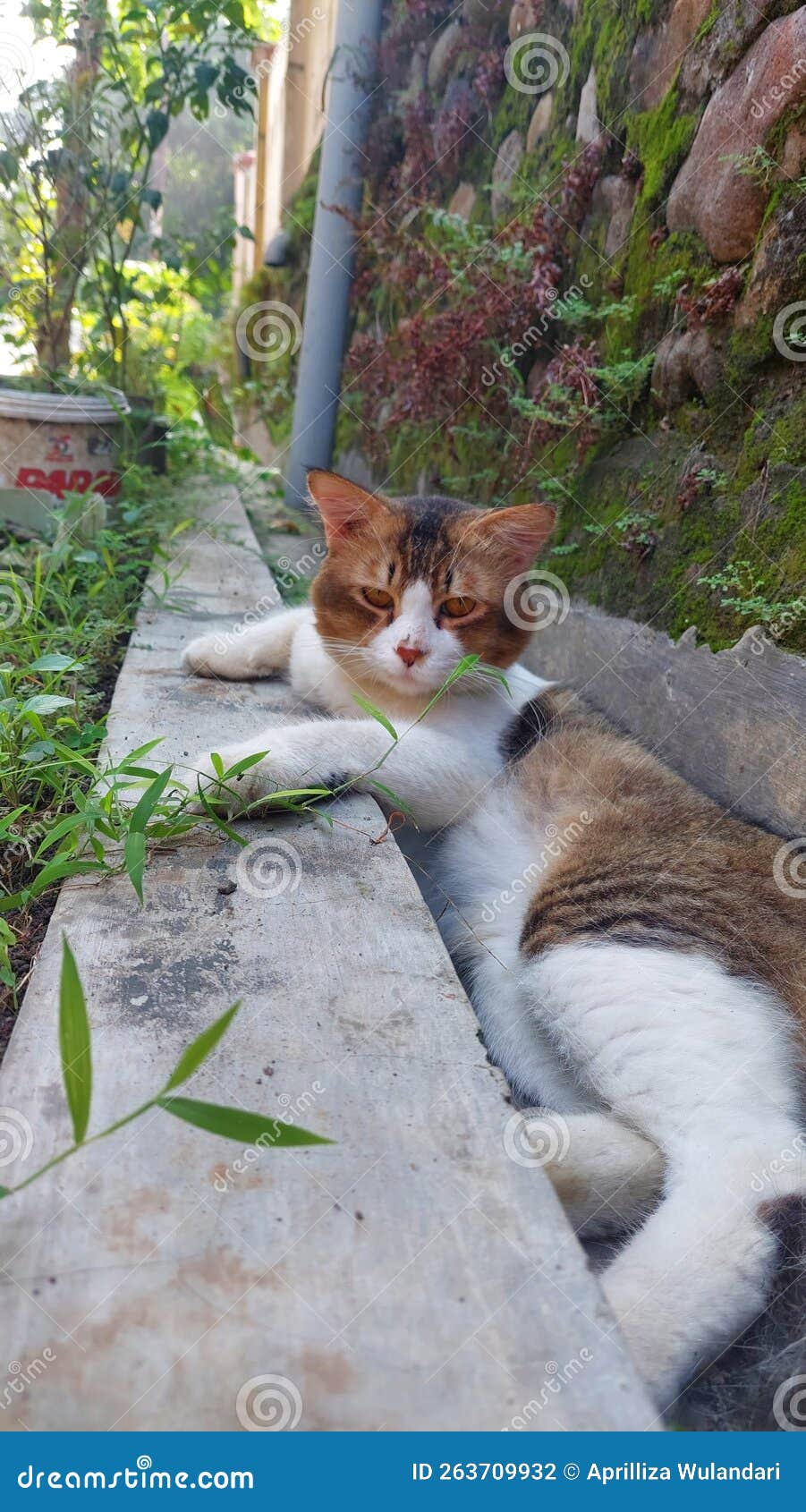 My handsome cat editorial photography. Image of kitten - 263709932