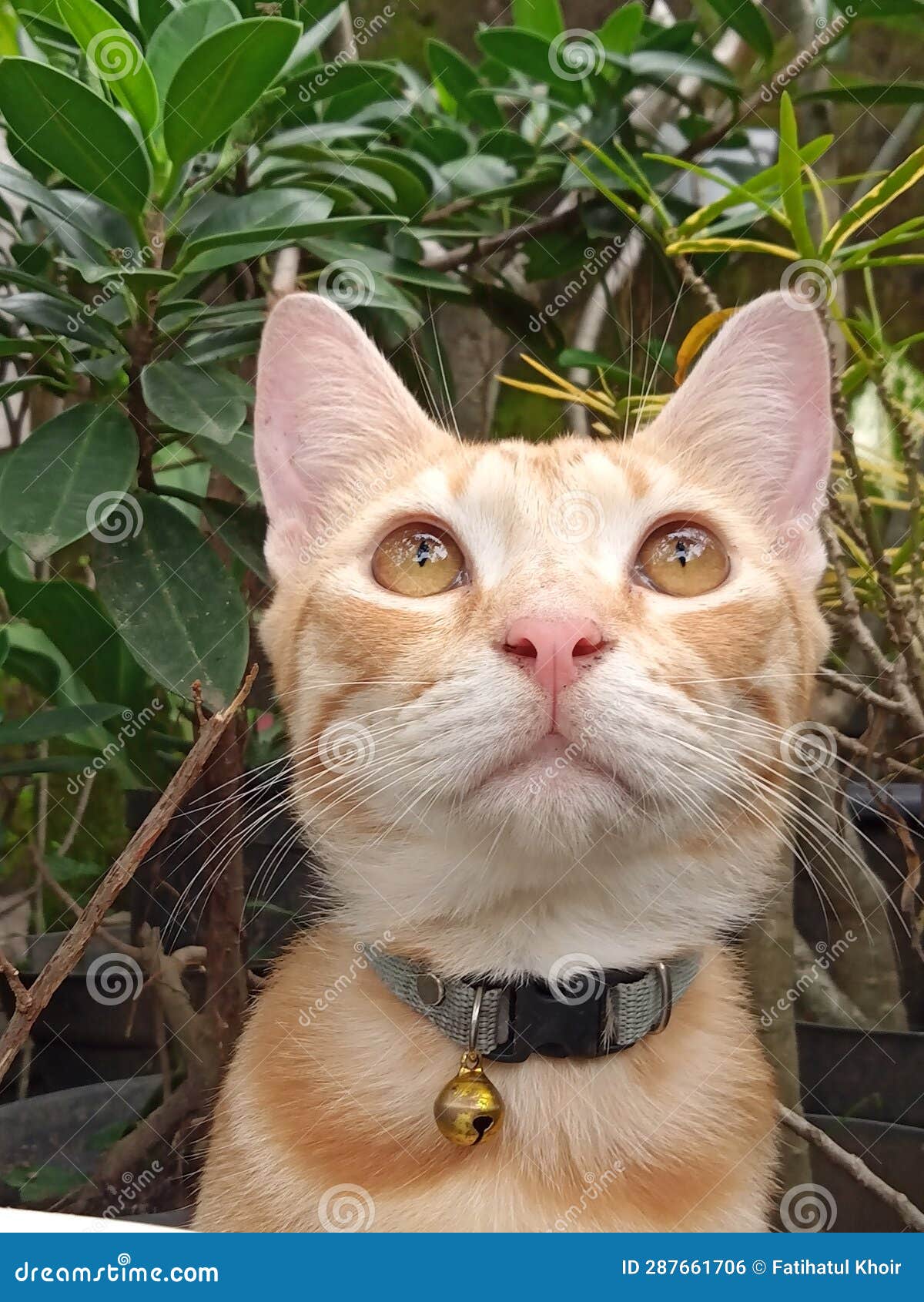 Handsome Local Cat Stock Photos - Free & Royalty-Free Stock Photos from ...