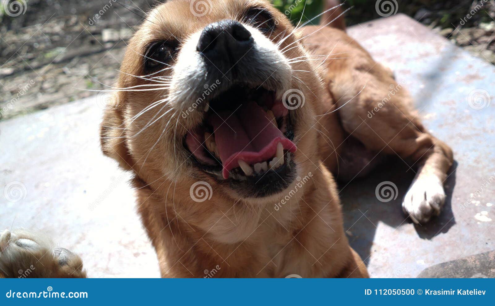 My happy smiling dog stock photo. Image of white, animal - 112050500
