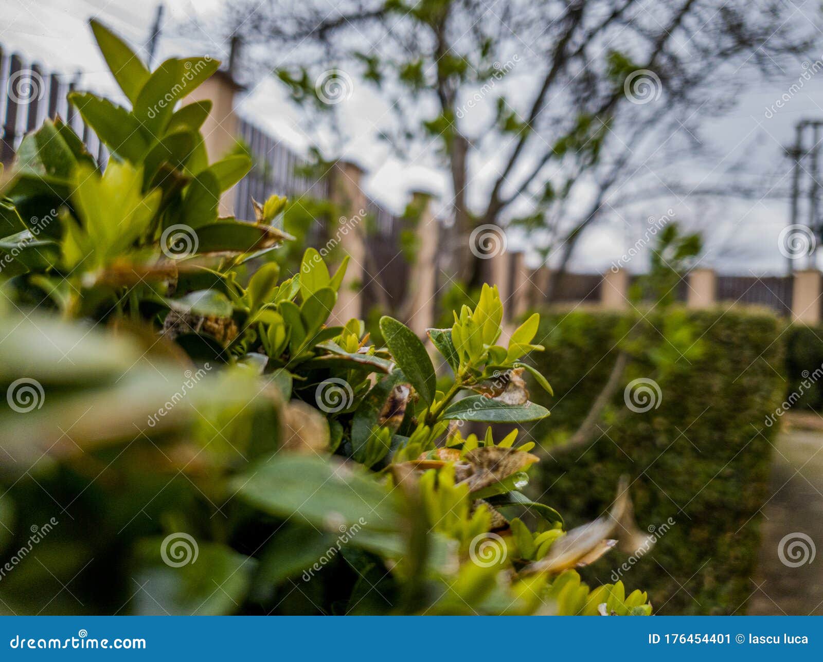 My hedge in spring time. stock image. Image of hedge - 176454401