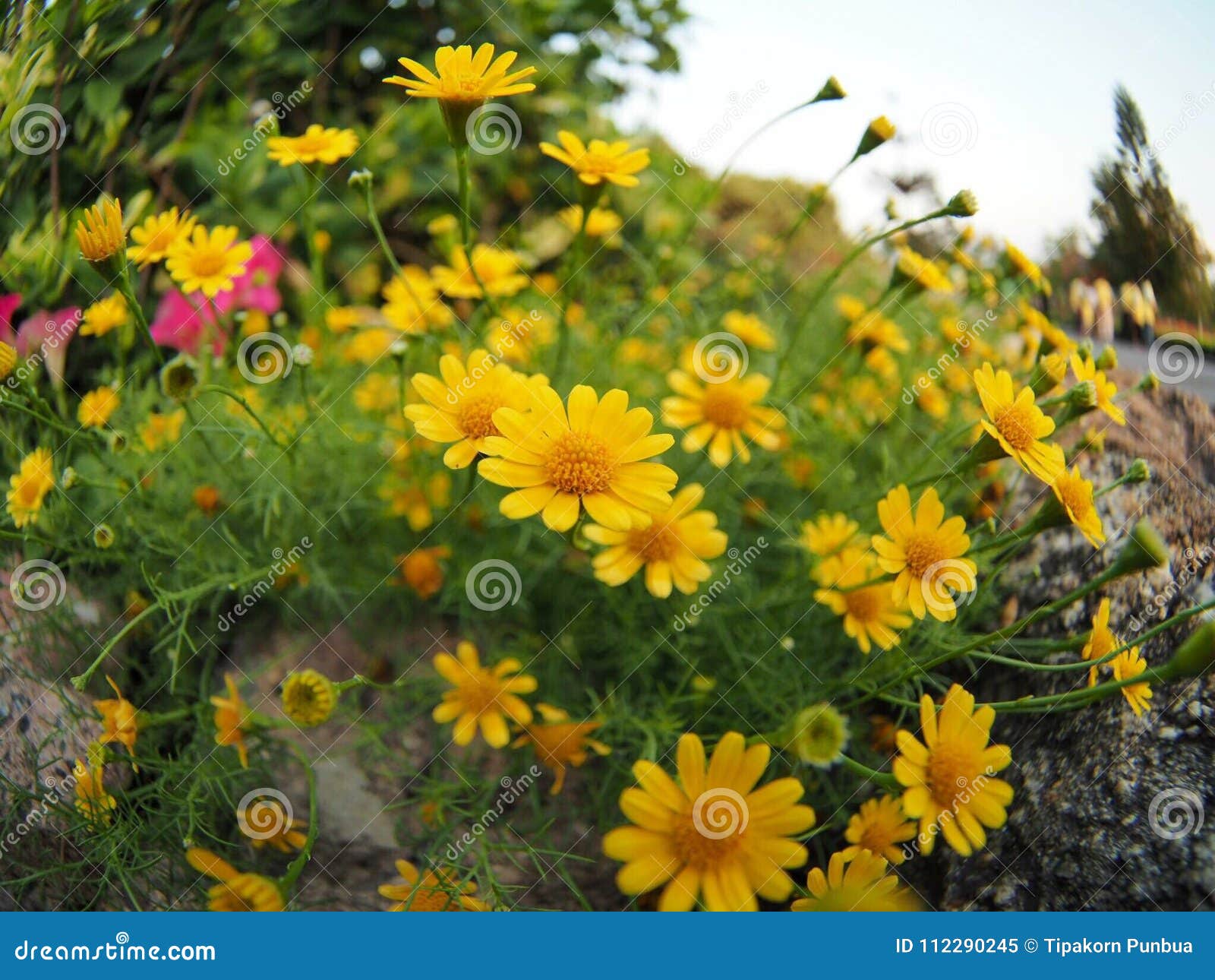 My hope Flowers stock image. Image of hope, bloom, flowers - 112290245