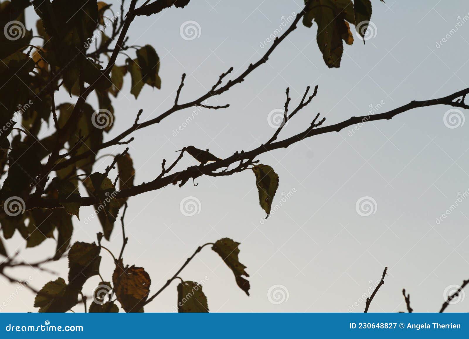 My humming bird stock image. Image of leaf, morning - 230648827