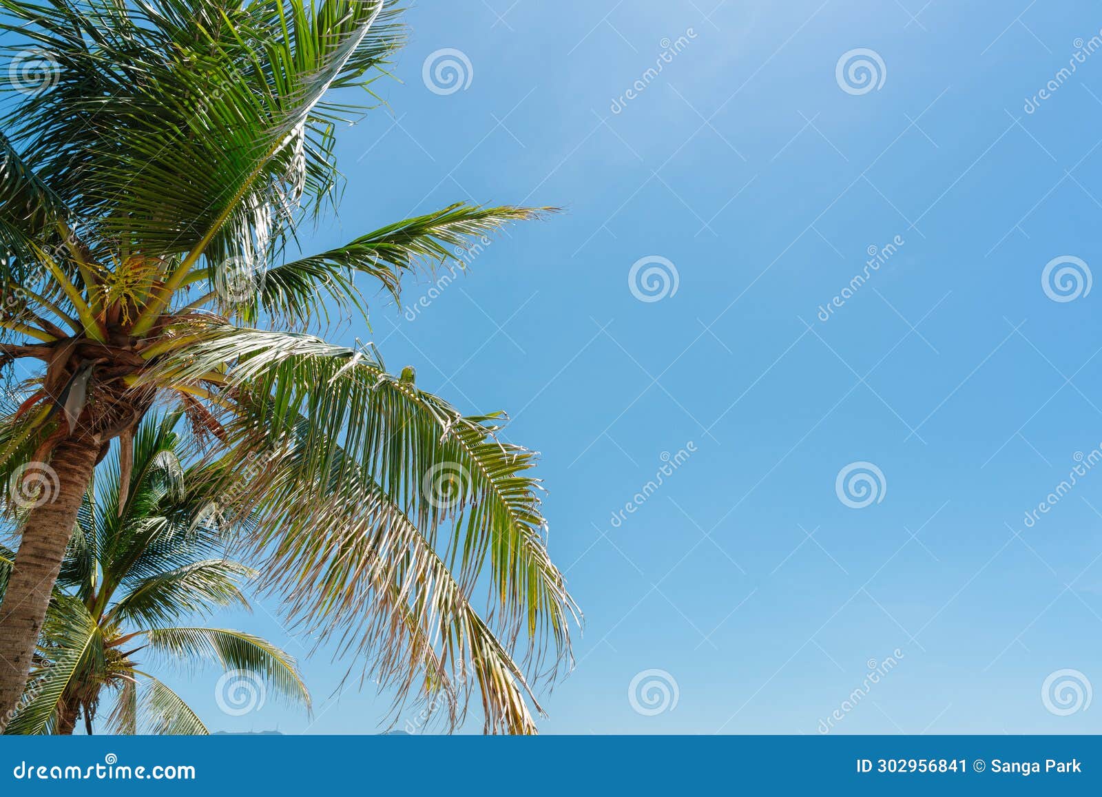 My Khe Beach Palm Tree in Da Nang, Vietnam Stock Image - Image of relax ...