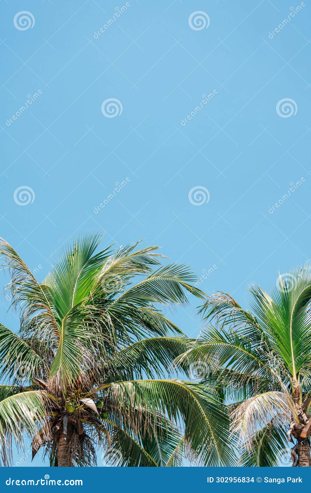 My Khe Beach Palm Trees in Da Nang, Vietnam Stock Photo - Image of ...