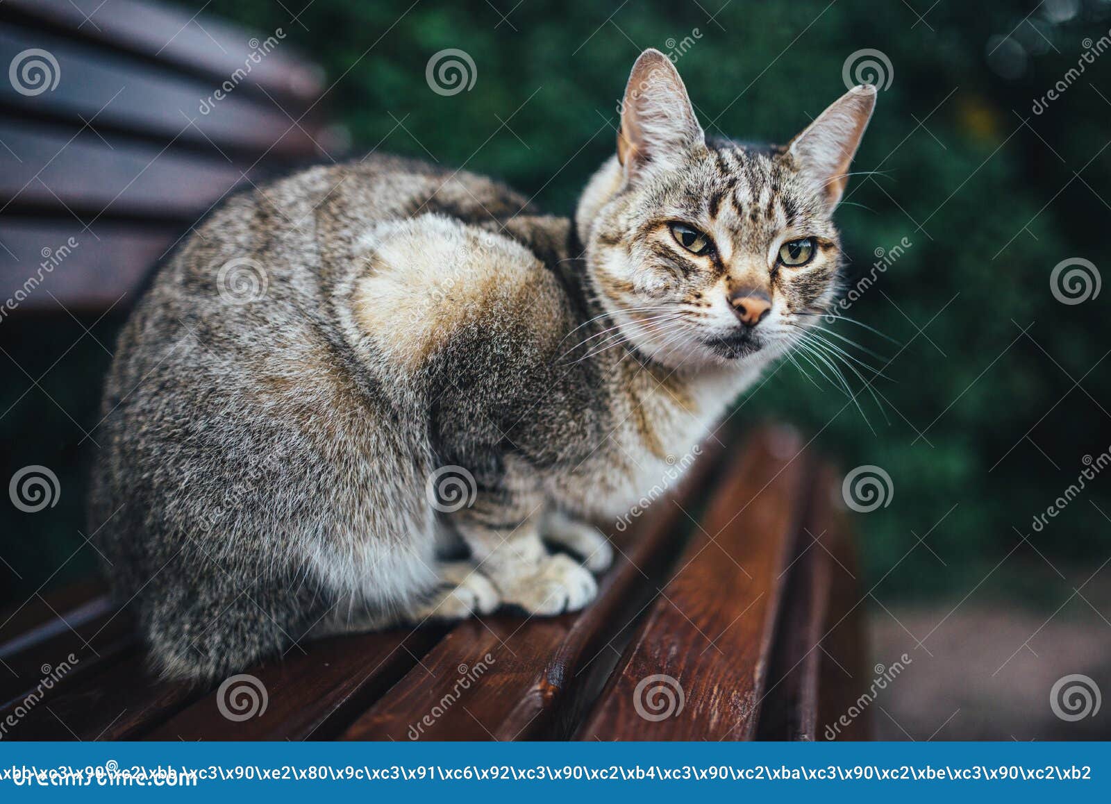 My kind cat stock image. Image of animal, green, summer - 94985125