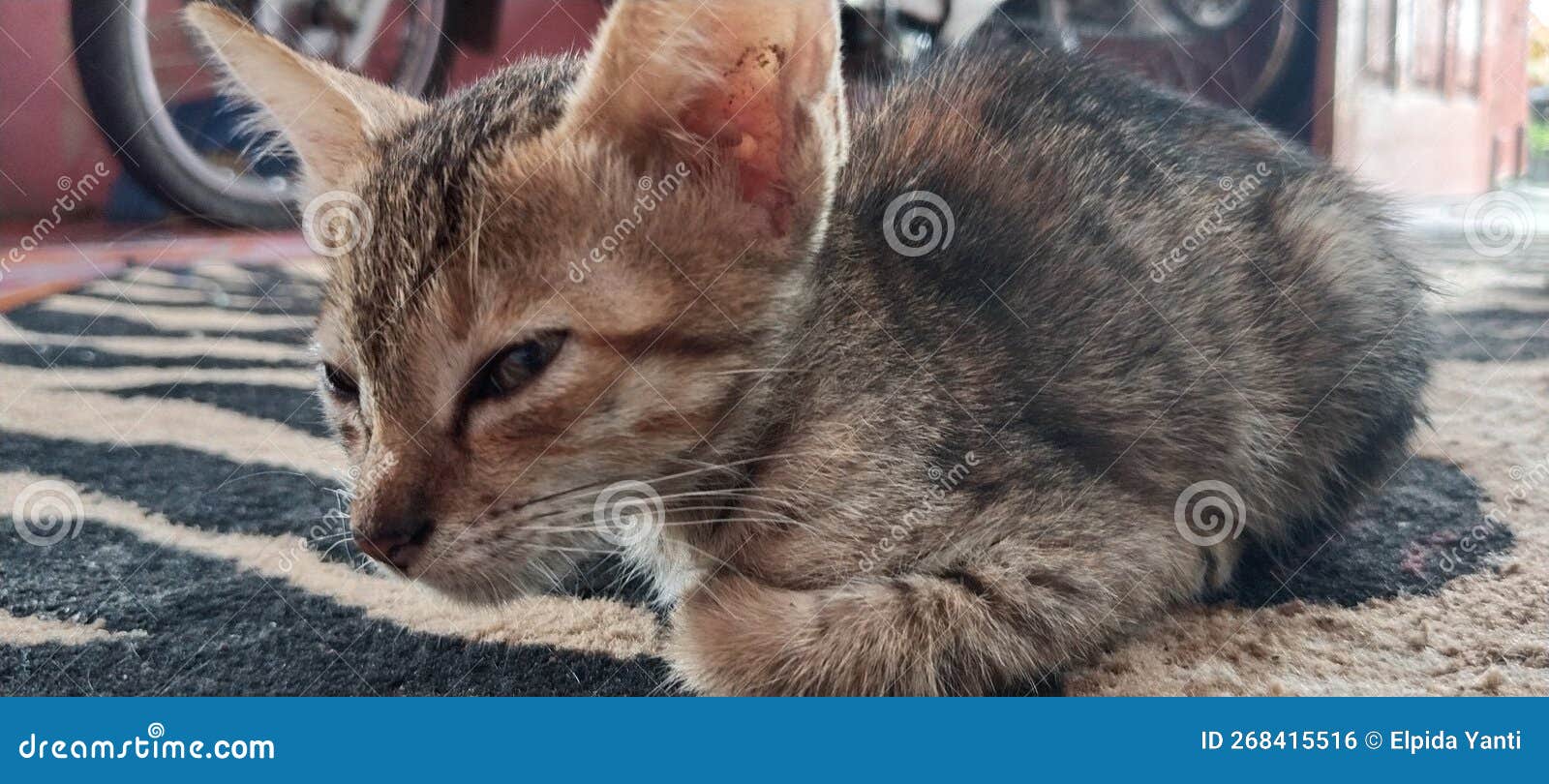 My kitten so cute stock photo. Image of kitten, pretty - 268415516