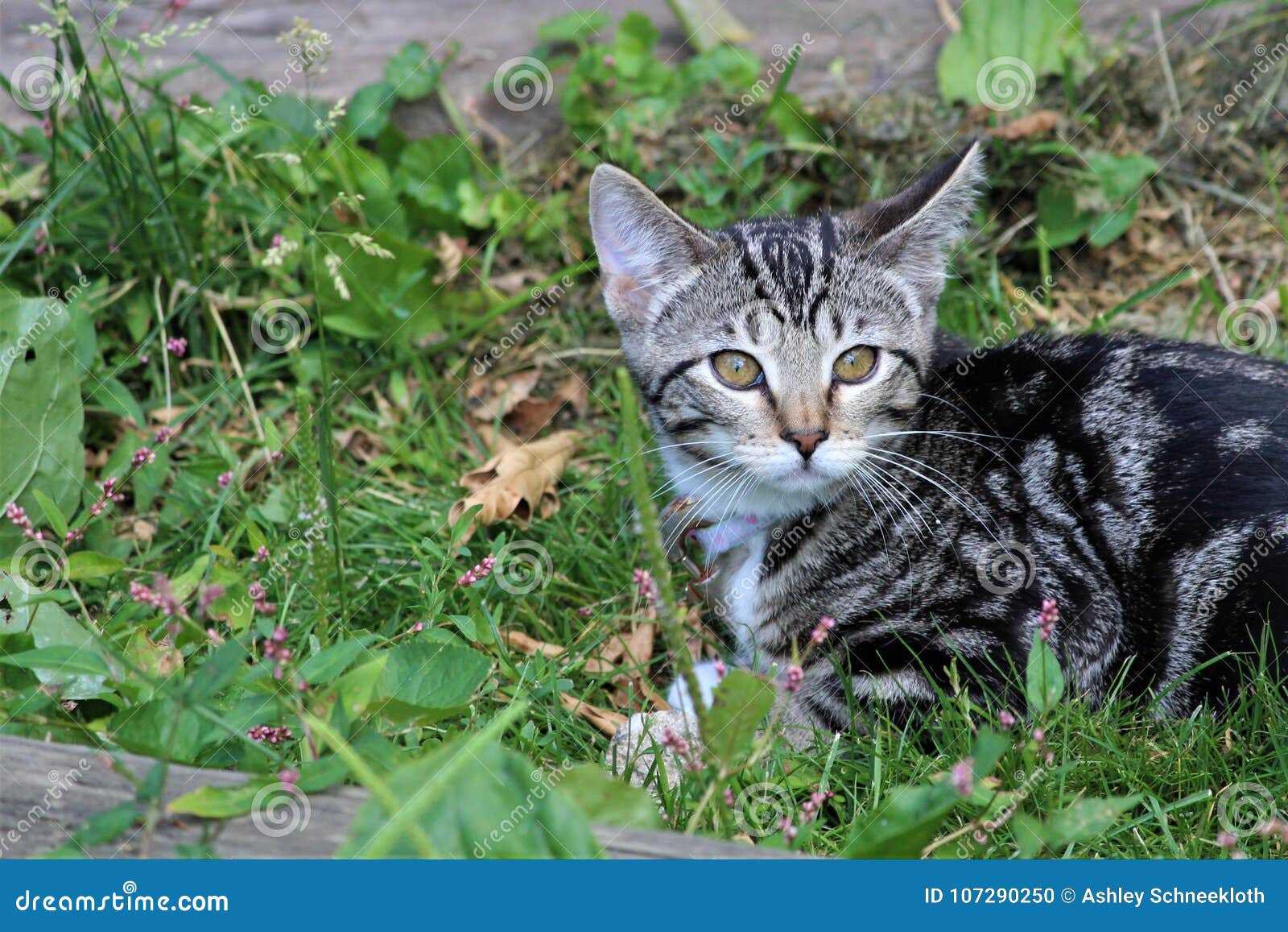 My Kitten Exploring the Outdoors Stock Photo - Image of time, exploring ...