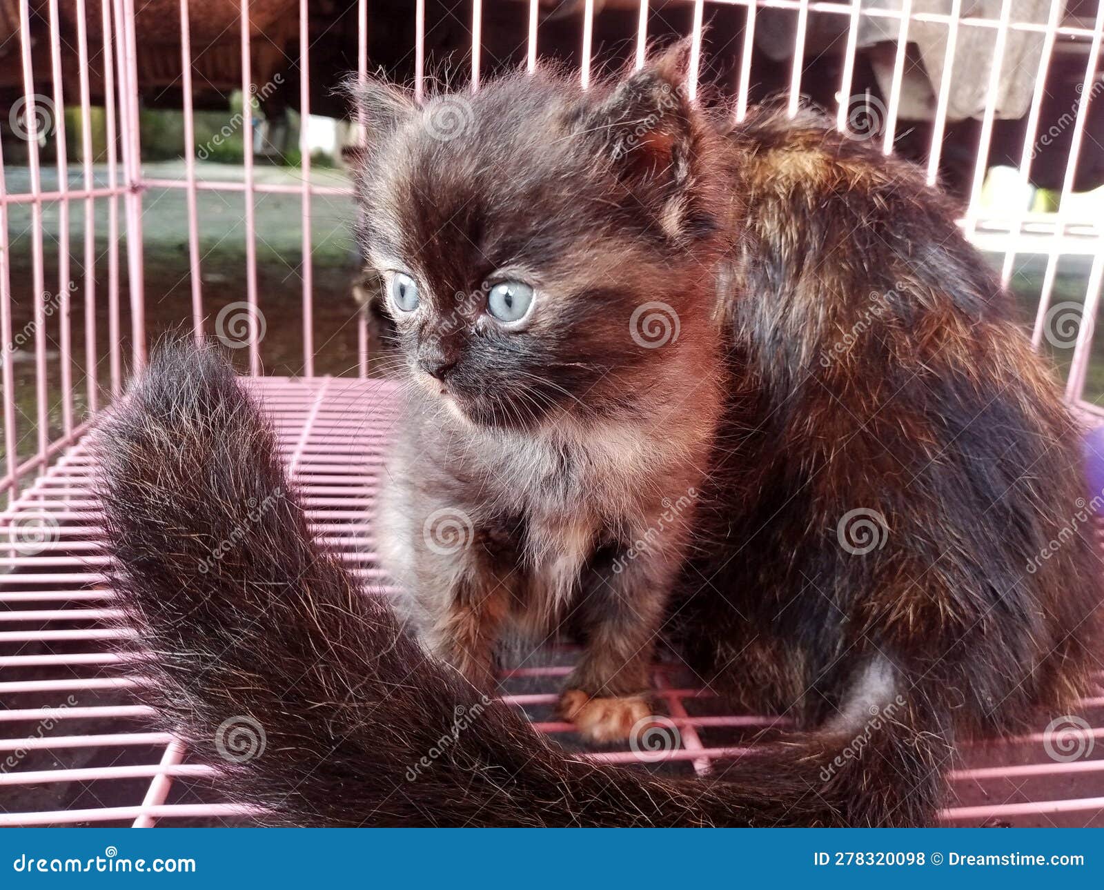 My Kitten Mix Dom and Next To Mom Stock Photo - Image of next, kitten ...