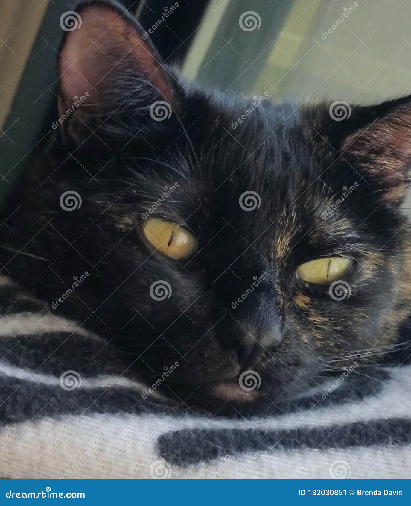 My kity stock image. Image of year, kity, loveable - 132030851