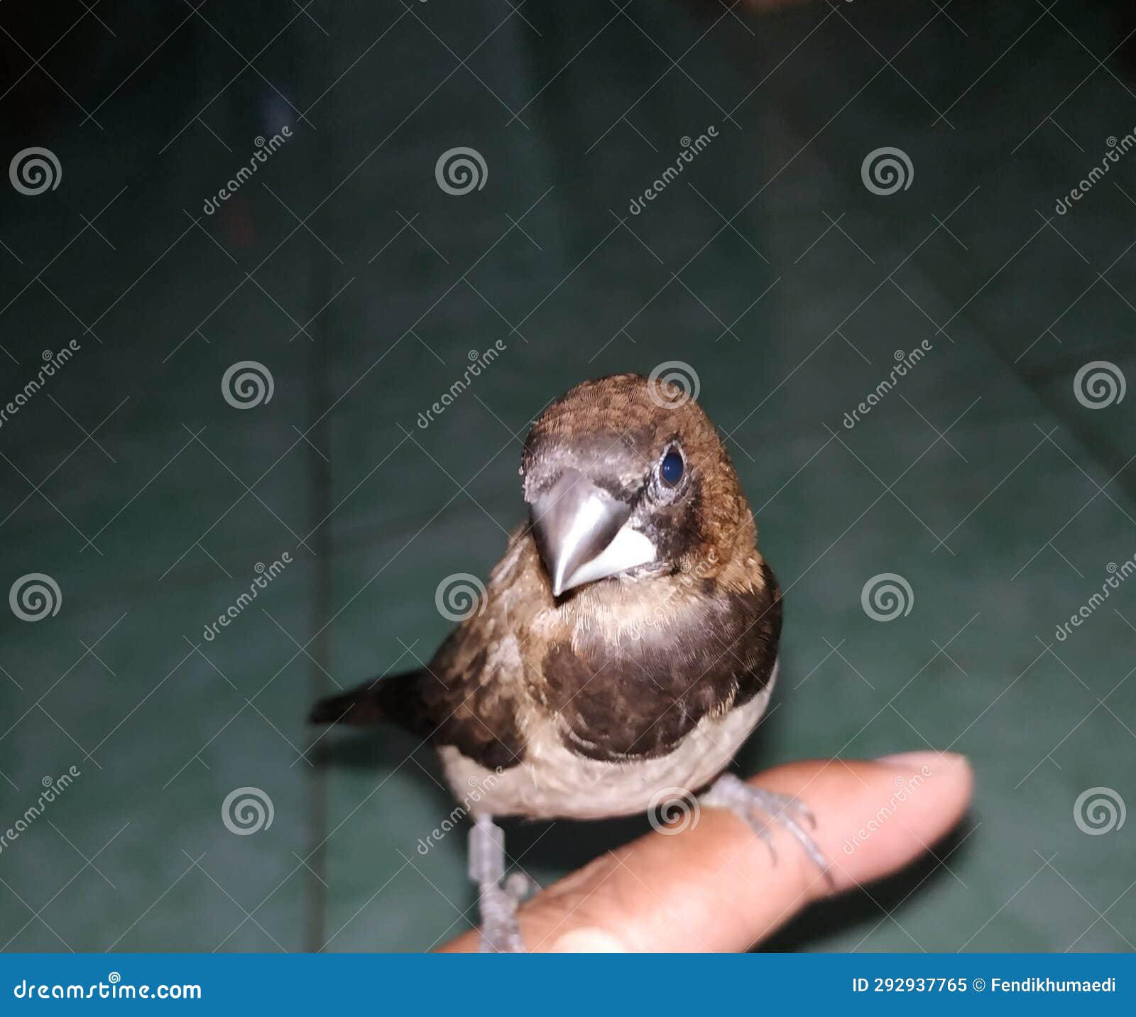 My Little Bird is about To Learn To Fly Stock Image - Image of branch ...
