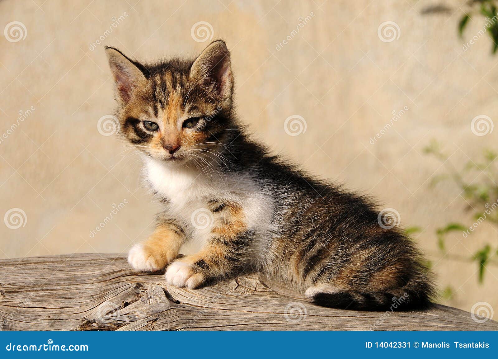 My Little Cat Picture. Image: 14042331