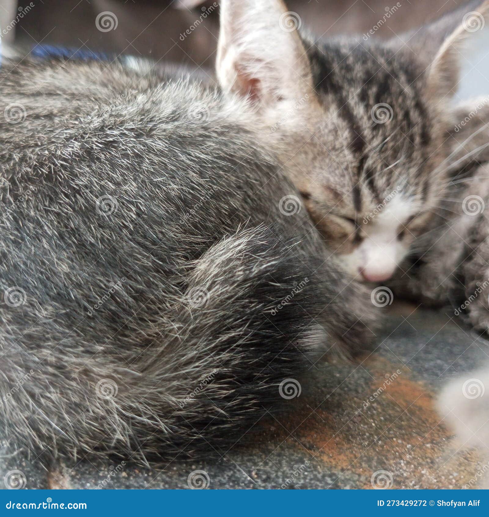 My little Cat so tired. stock photo. Image of cats, tired - 273429272