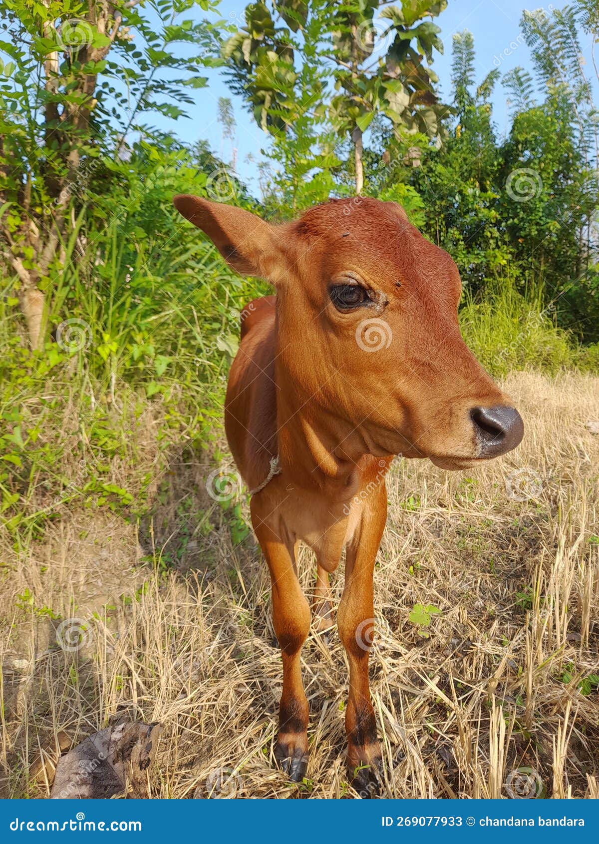My Little cow stock image. Image of tree, mammal, squirrel - 269077933