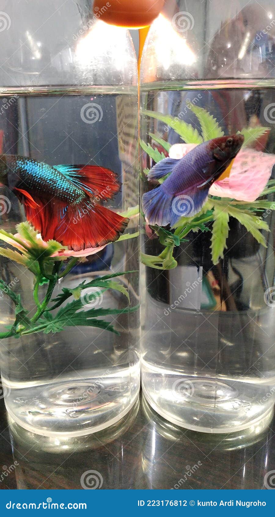 My Little Fish in the Bottle at My Office Stock Photo - Image of little ...