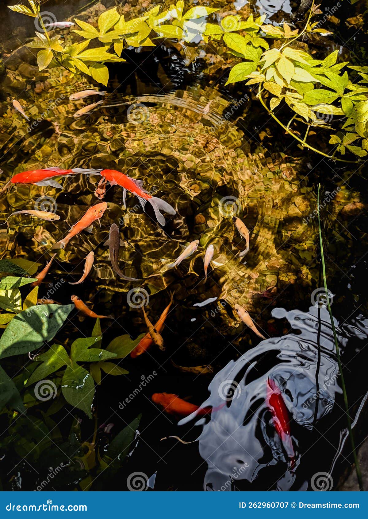 My little fish pond stock image. Image of little, fish - 262960707