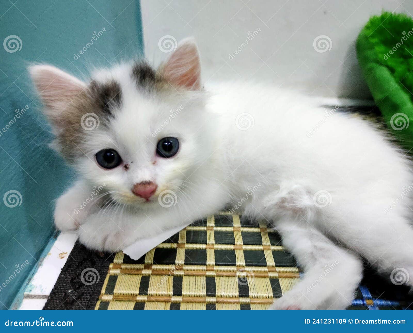 My little kitty stock image. Image of kitty, puppy, white - 241231109