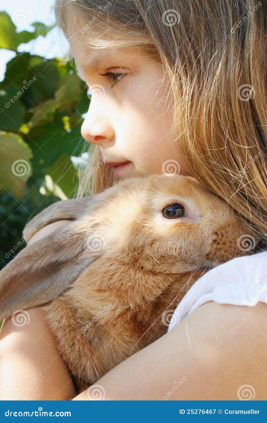 My little rabbit stock image. Image of friends, rabbit - 25276467