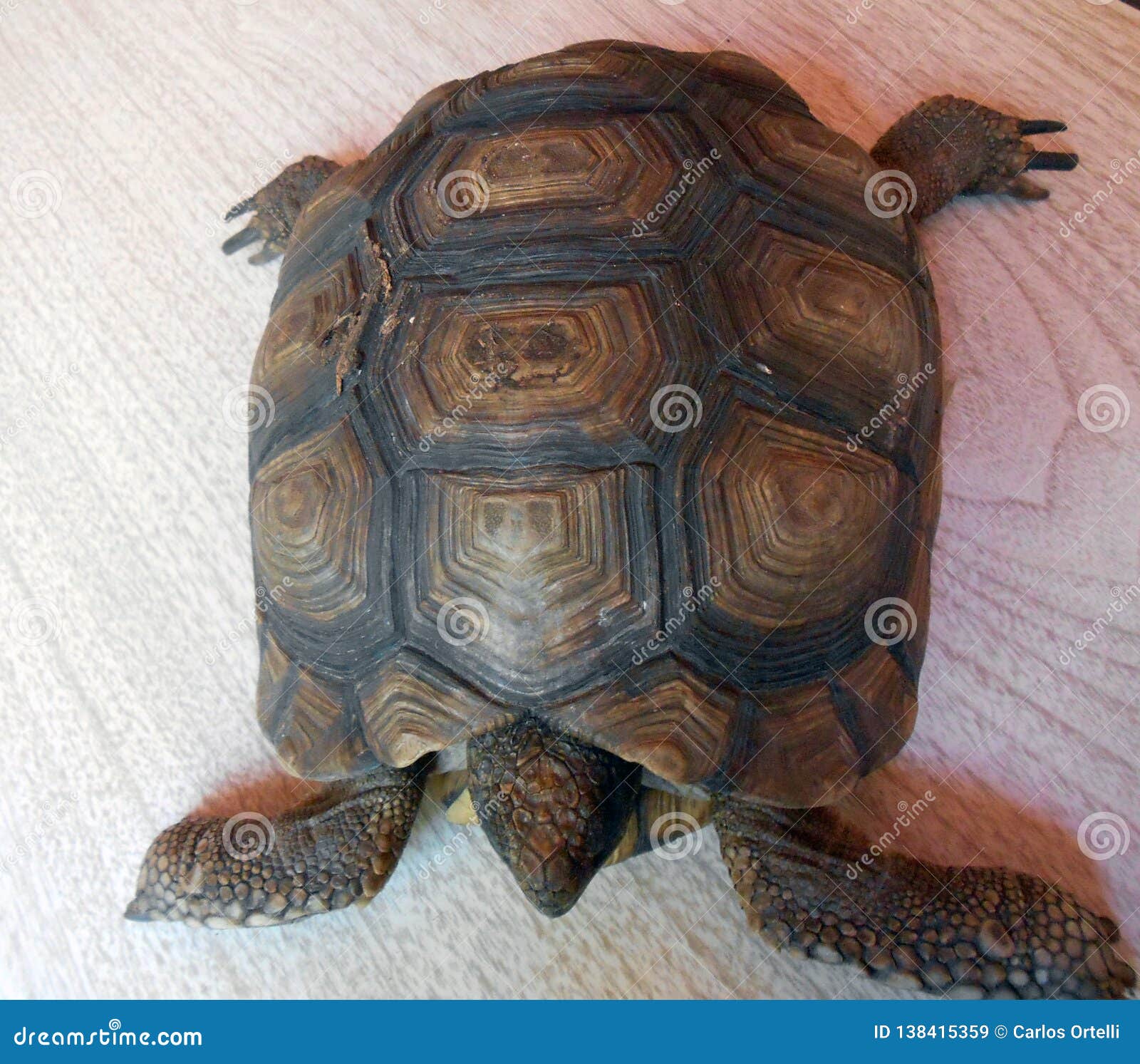 My little turtle stock image. Image of turtle, nature - 138415359