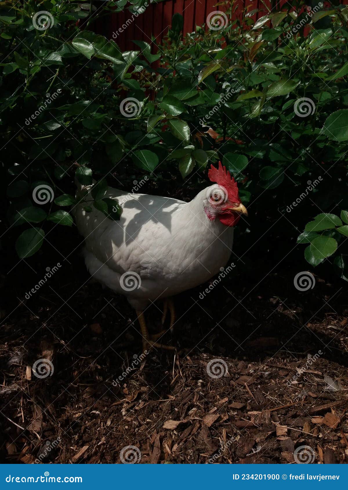 My Little White Chicken in the Garden Stock Photo - Image of jungle ...