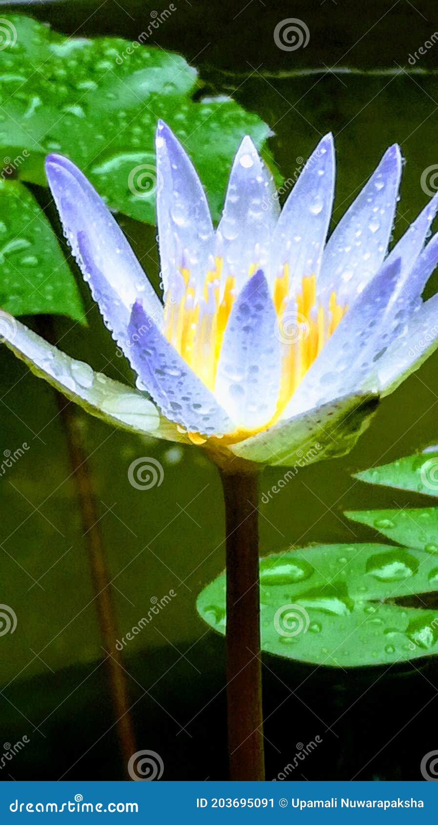 My lotus buddy stock image. Image of water, wildflower - 203695091