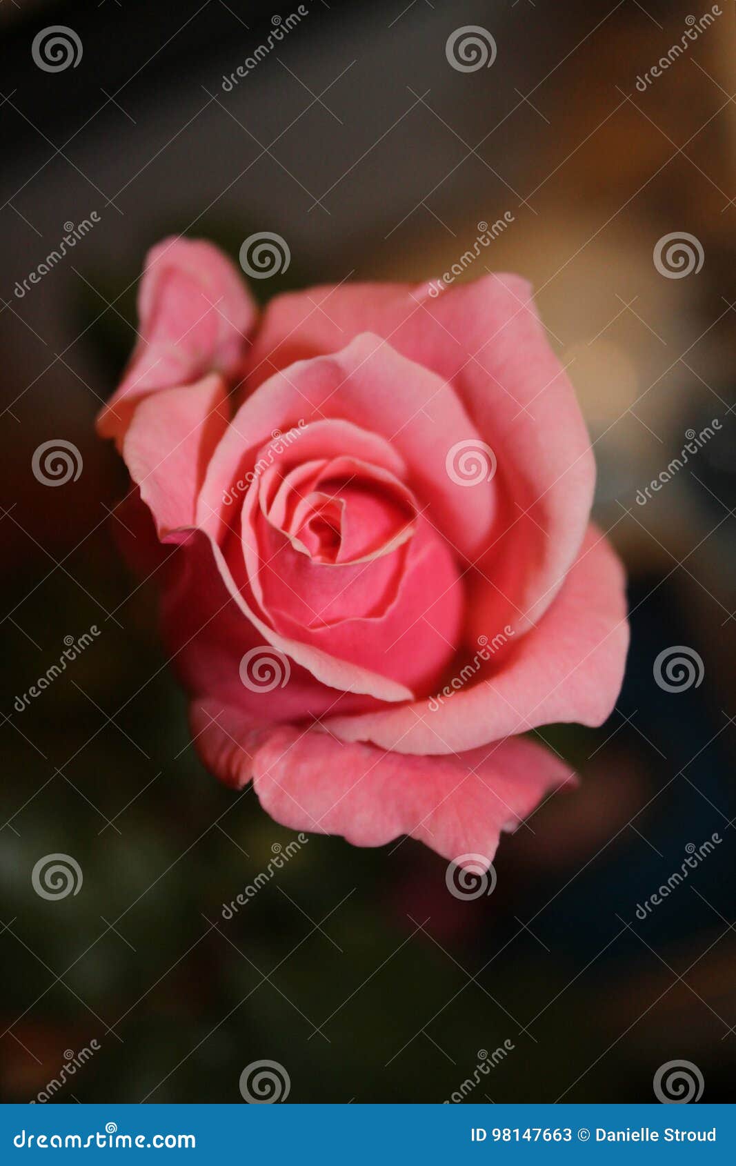 My Love stock image. Image of love, rose, beautiful, simple - 98147663